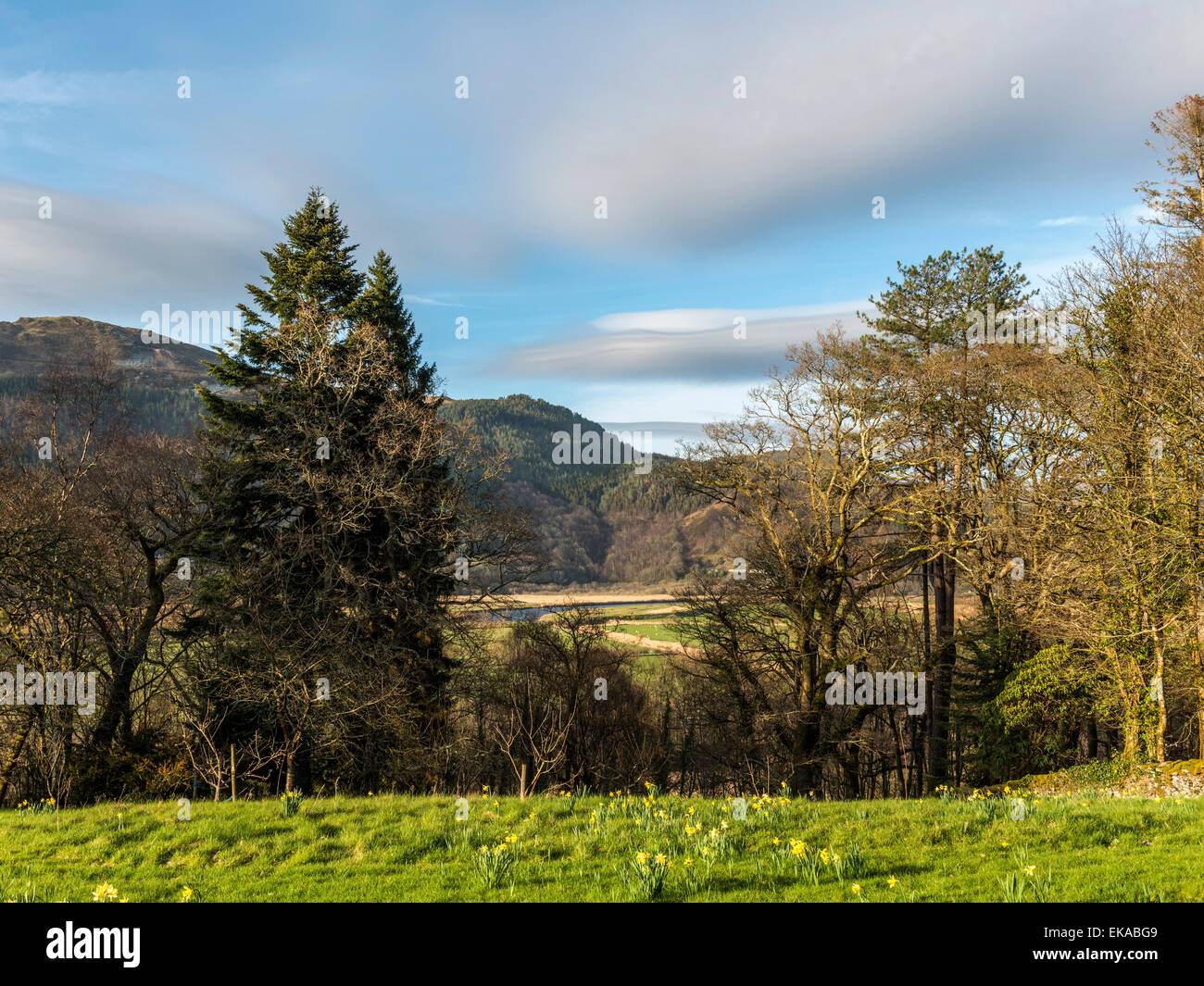 Welsh Landscape, depicting spring daffodil in bloom at Penmaenpool in ...