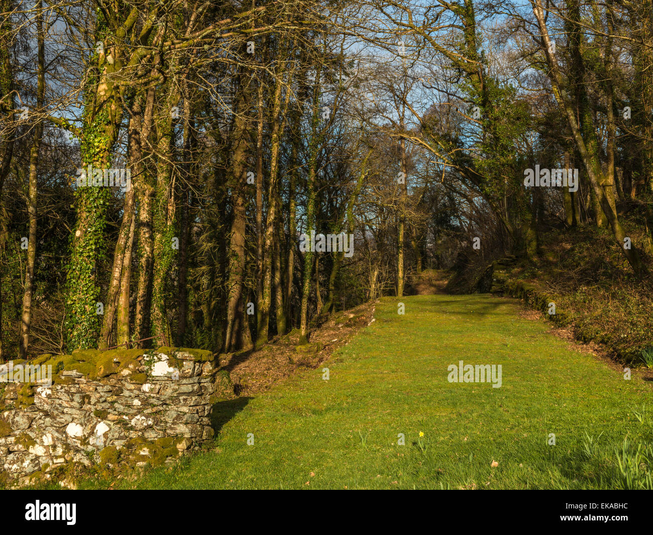 Welsh Landscape, depicting a woodland pathway at Penmaenuchaf, bathed ...