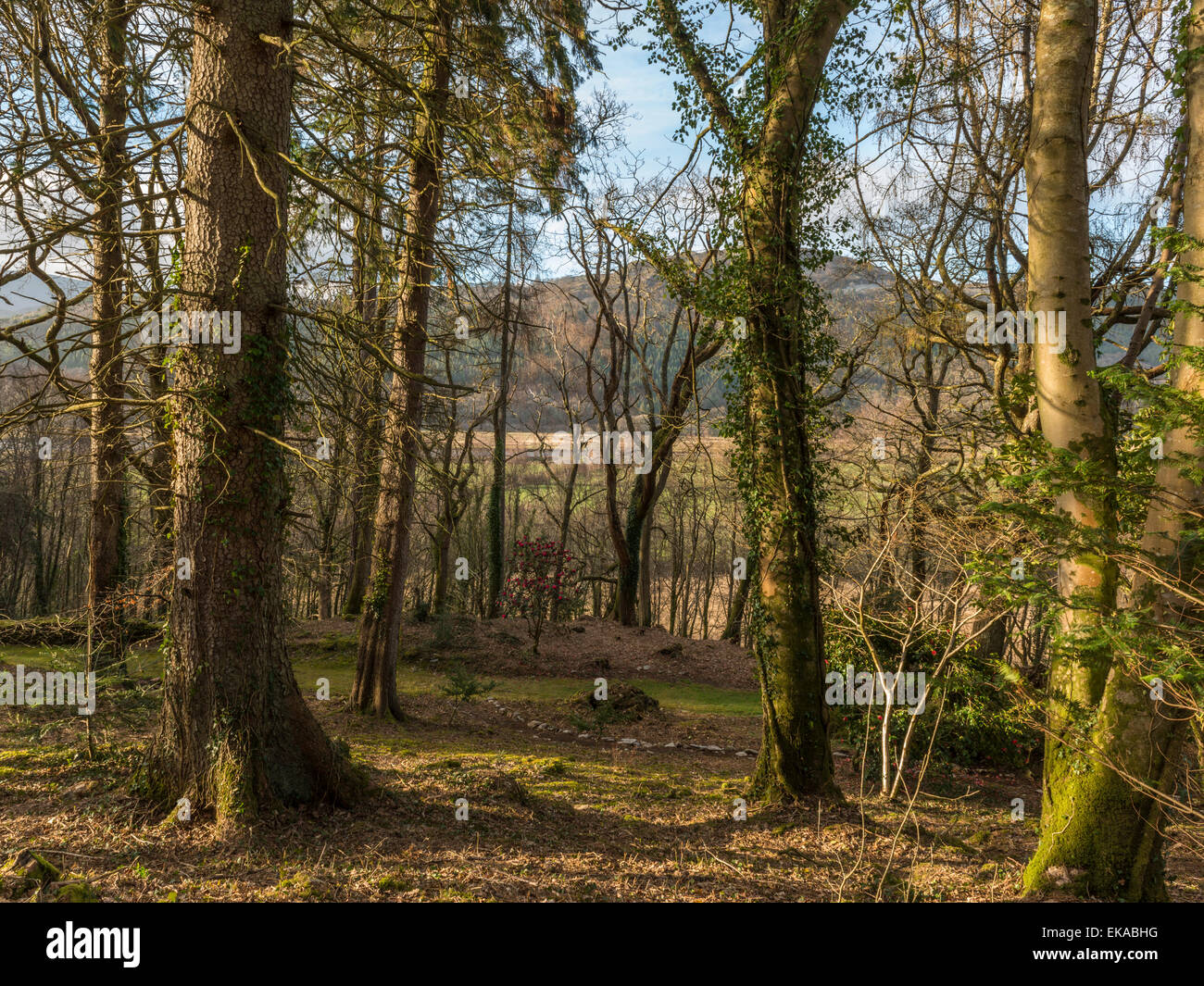 Welsh woodland sunset scene hi-res stock photography and images - Alamy