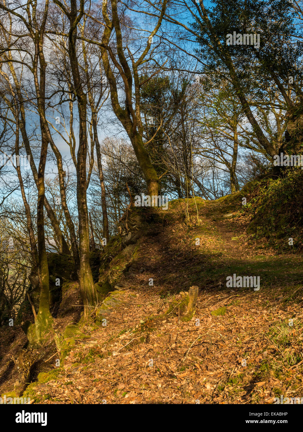 Welsh Landscape, depicting a woodland pathway at Penmaenuchaf bathed in ...