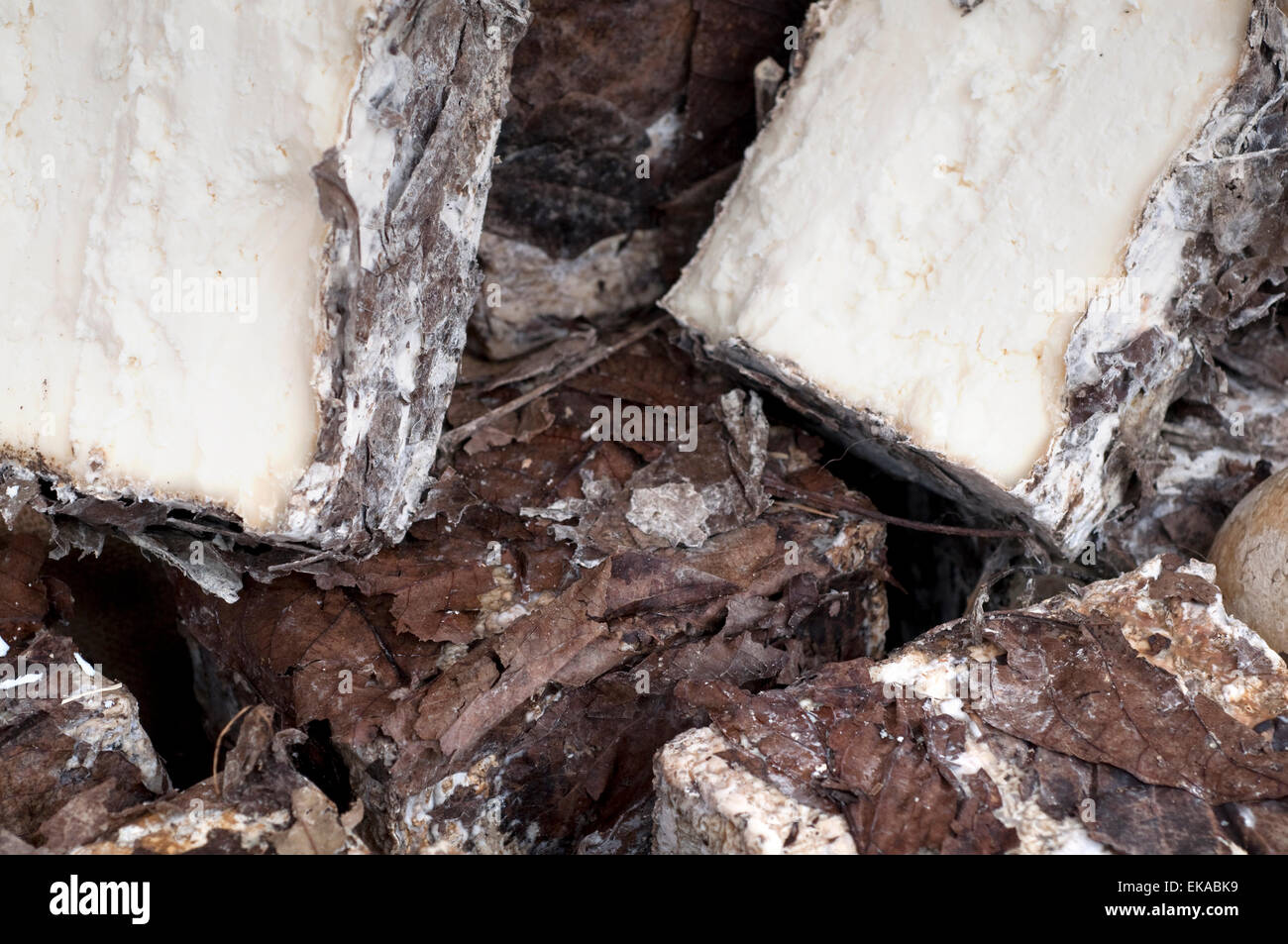 Italy, Tuscany, Cheese Wrapped in Walnut Leaves Stock Photo - Alamy