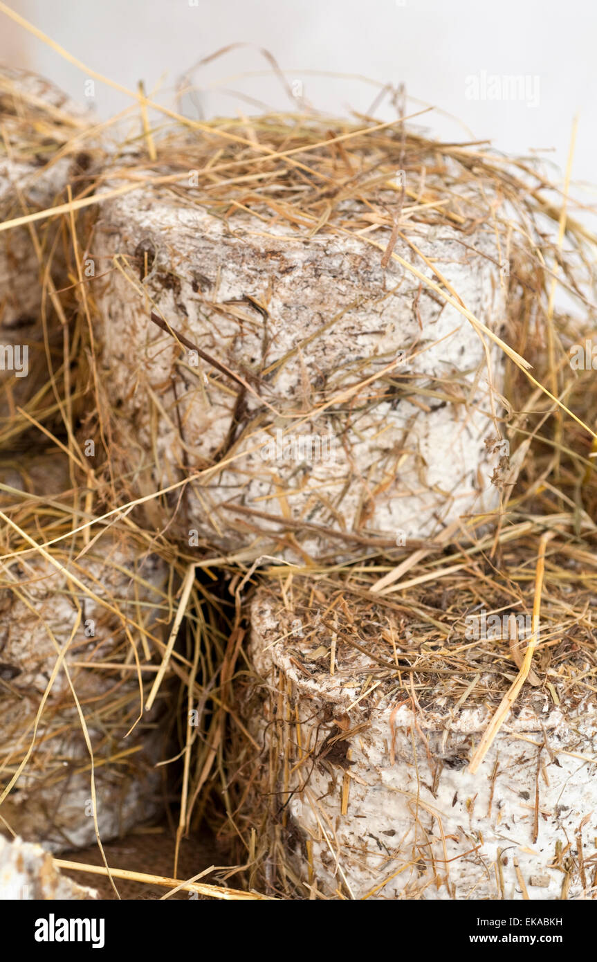 Italy, Cheese Wrapped in Hay Stock Photo - Alamy