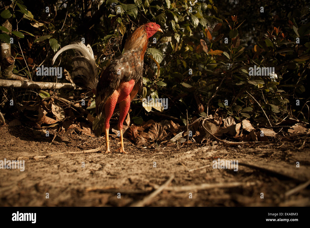 Gamecock hi-res stock photography and images - Alamy