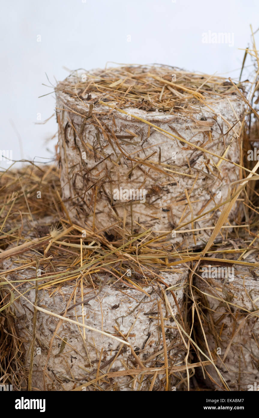 Italy, Cheese Wrapped in Hay Stock Photo - Alamy
