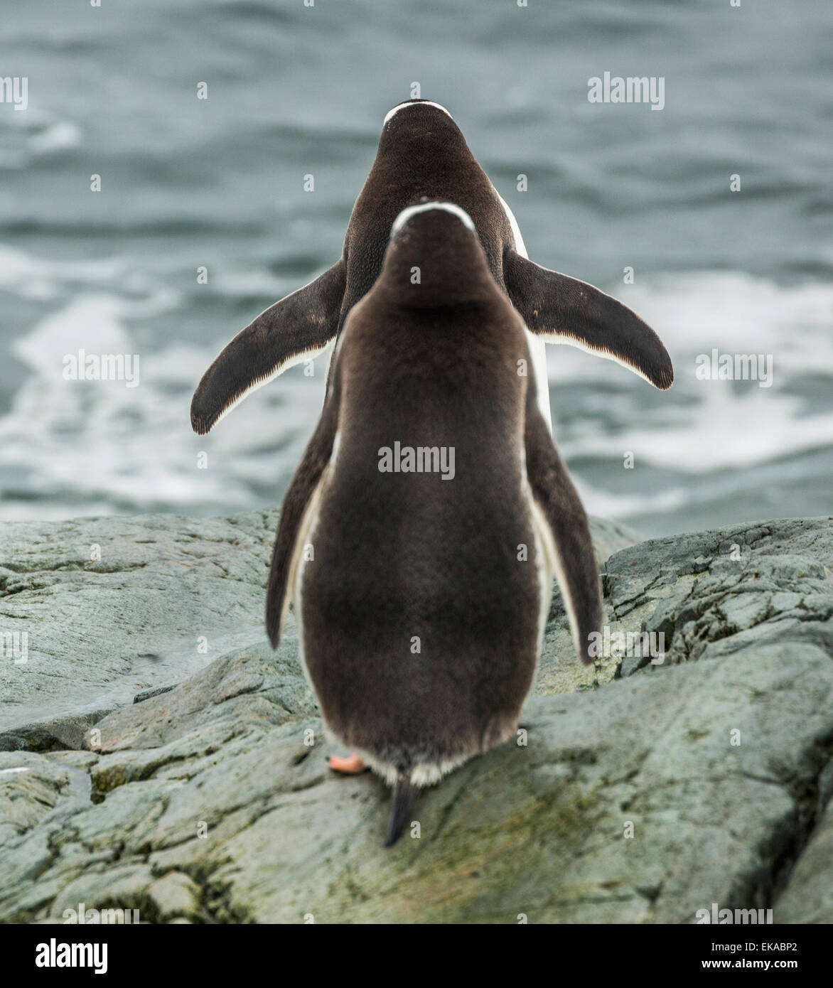 two Adélie penguins (Pygoscelis adeliae), Yalour Islands, Antarctica ...