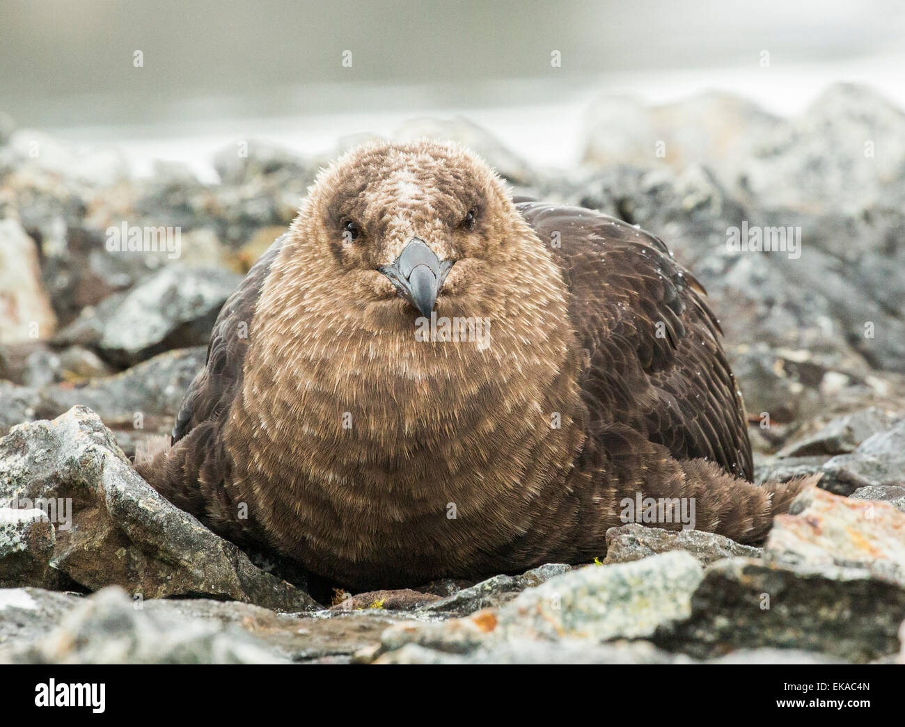 Ground nesting bird hi-res stock photography and images - Alamy