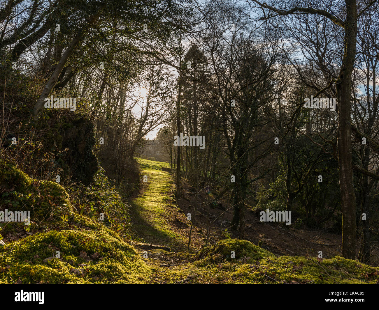 Welsh Landscape, depicting a woodland pathway at Penmaenuchaf bathed in ...