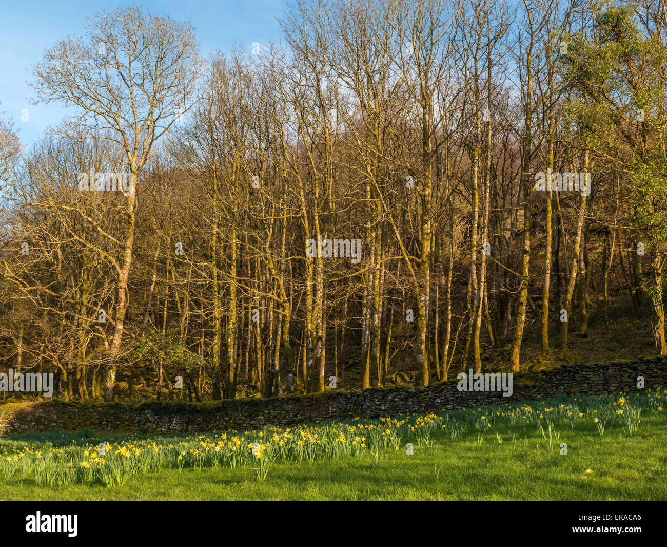Welsh Landscape, depicting spring daffodil in bloom at Penmaenpool ...