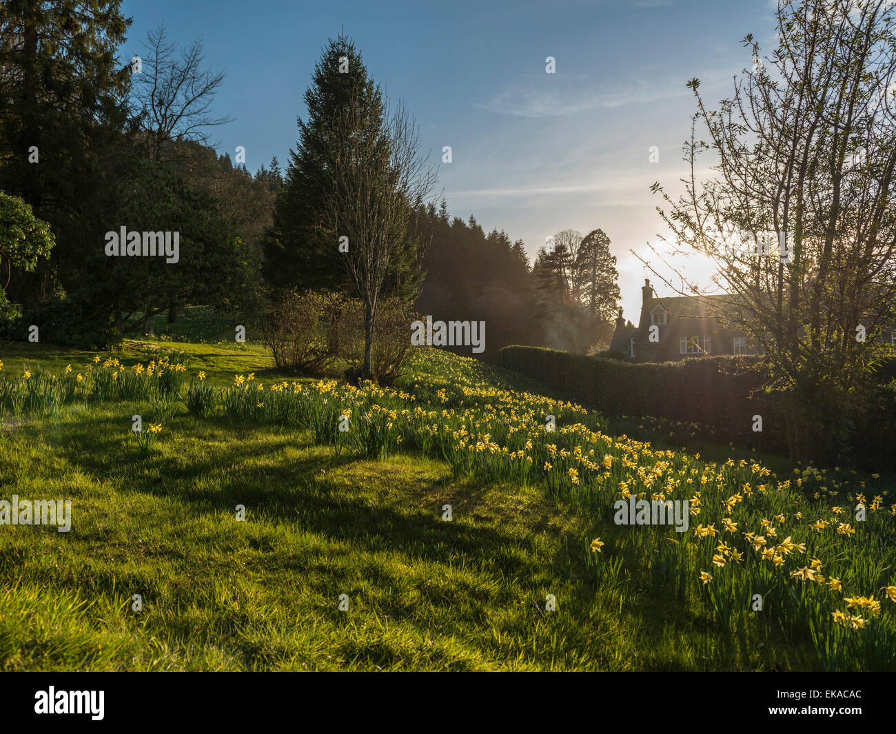 Welsh Landscape, depicting spring daffodil in bloom in a pretty ...
