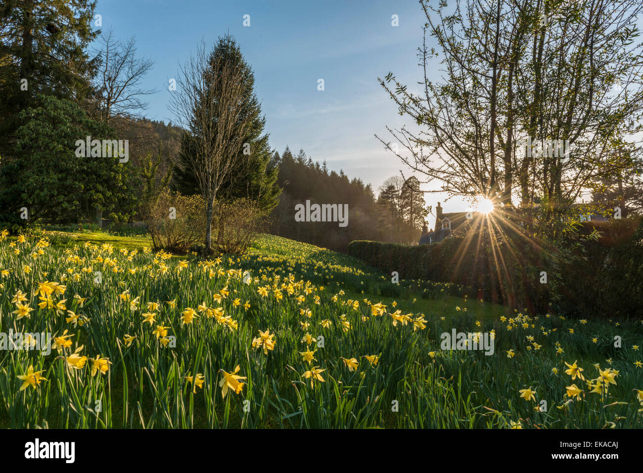 Welsh Landscape, depicting spring daffodil in bloom in a pretty ...