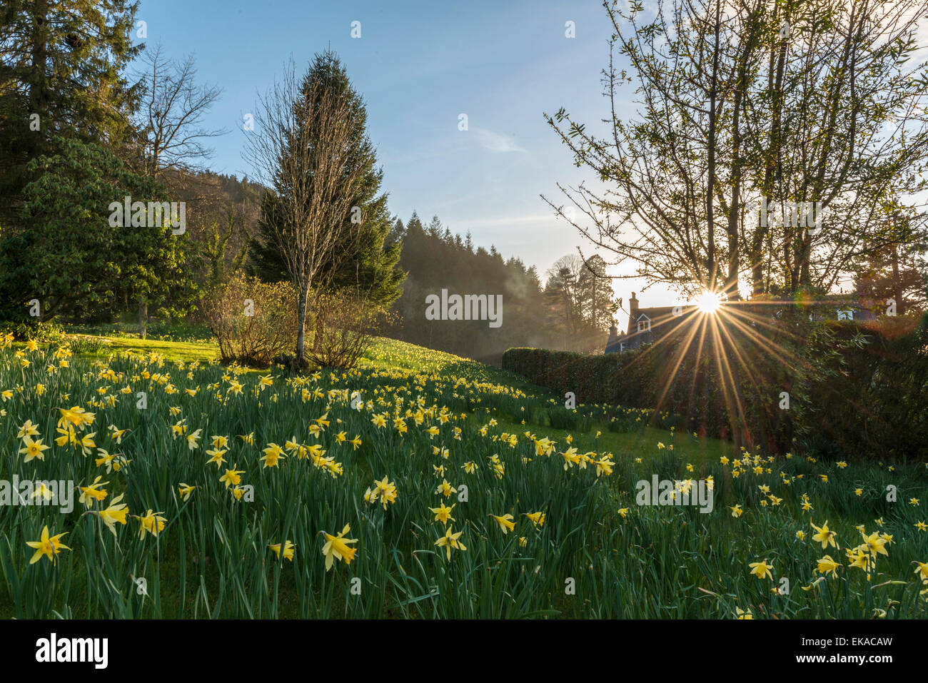 Welsh Landscape, depicting spring daffodil in bloom in a pretty ...