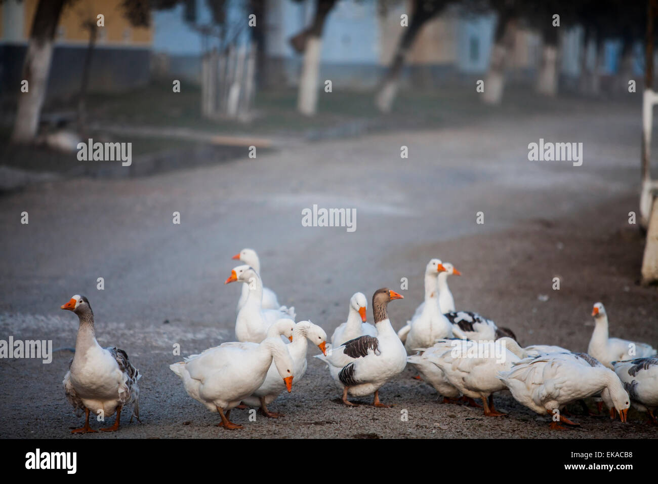 Color picture of a group of geese Stock Photo - Alamy