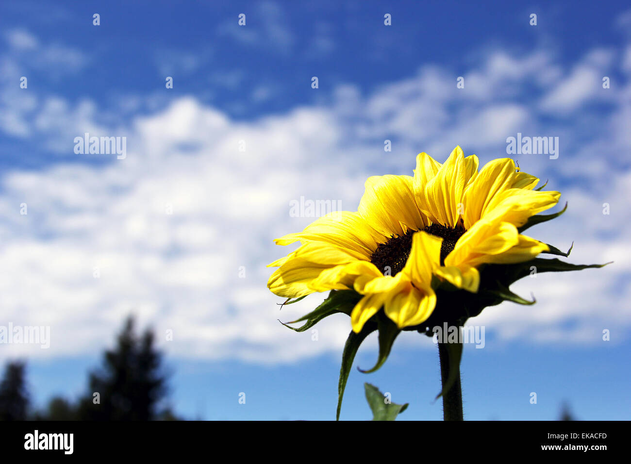 Sunflower on background of blue sky Stock Photo - Alamy