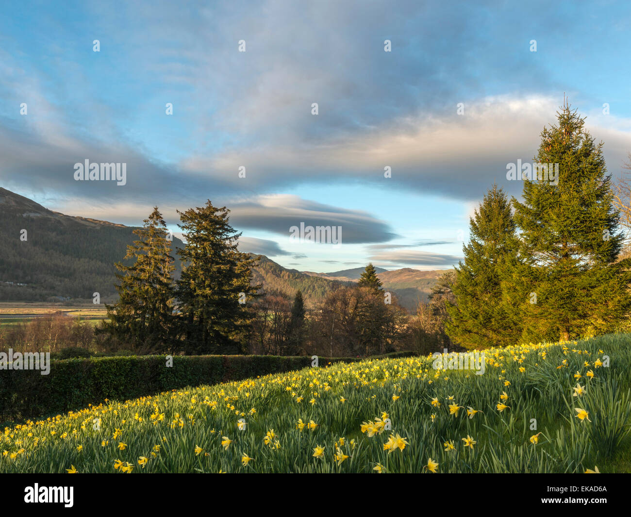 Welsh Landscape, Spring Daffodil at Penmaenpool Stock Photo - Alamy