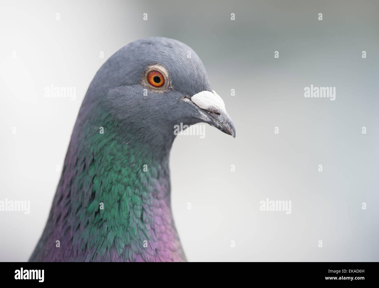 Closeup pigeon hi-res stock photography and images - Alamy