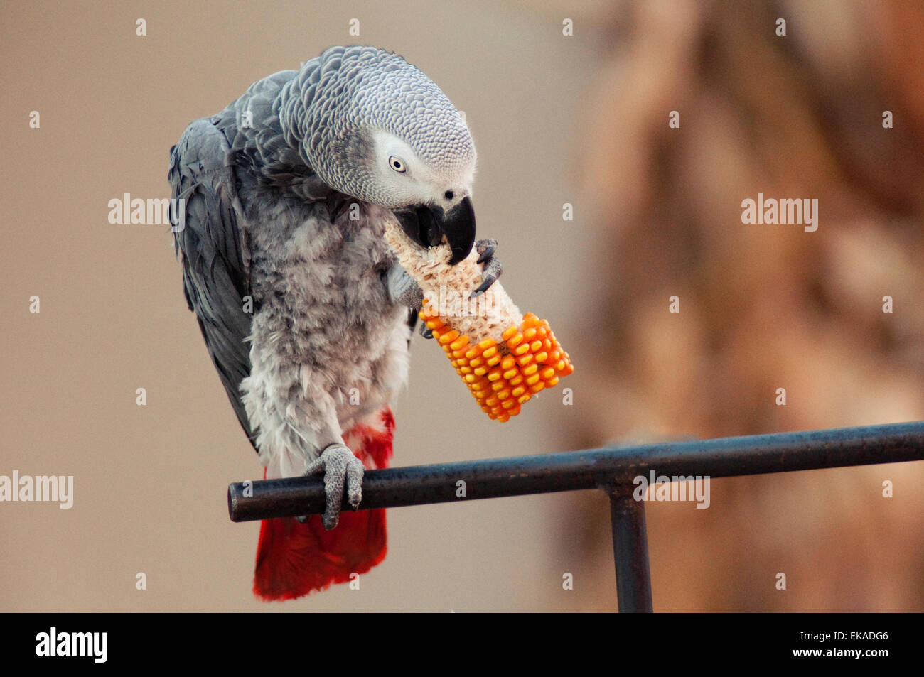 African grey parrot hi-res stock photography and images - Alamy