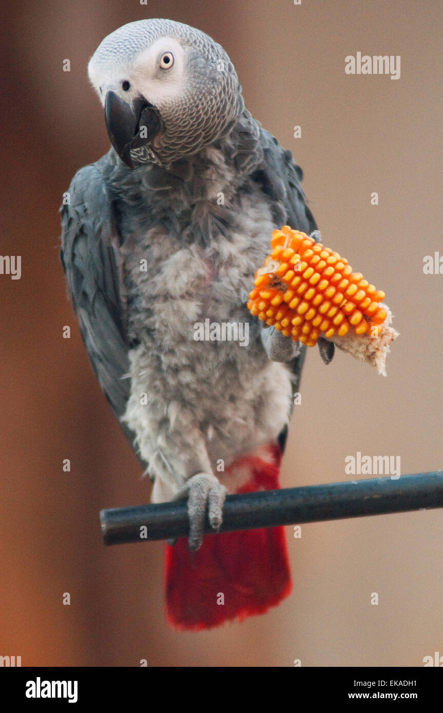 African Grey Parrot, Psittacus Erithacus Eating Corn Stock Photo - Alamy