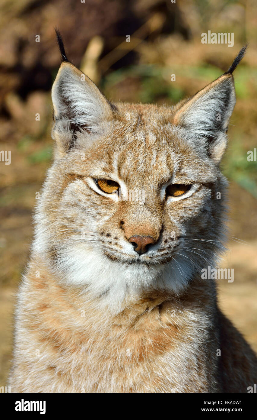 Lynx fur hi-res stock photography and images - Alamy