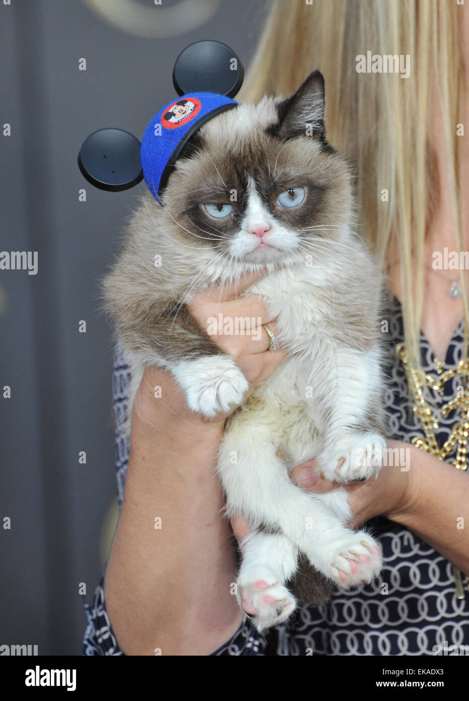 What Breed Is Grumpy Cat