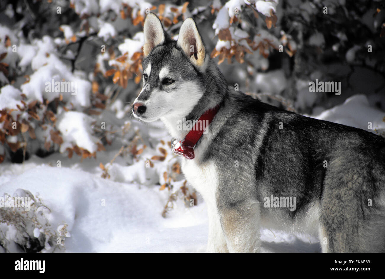 Wolf dog mix hi-res stock photography and images - Alamy