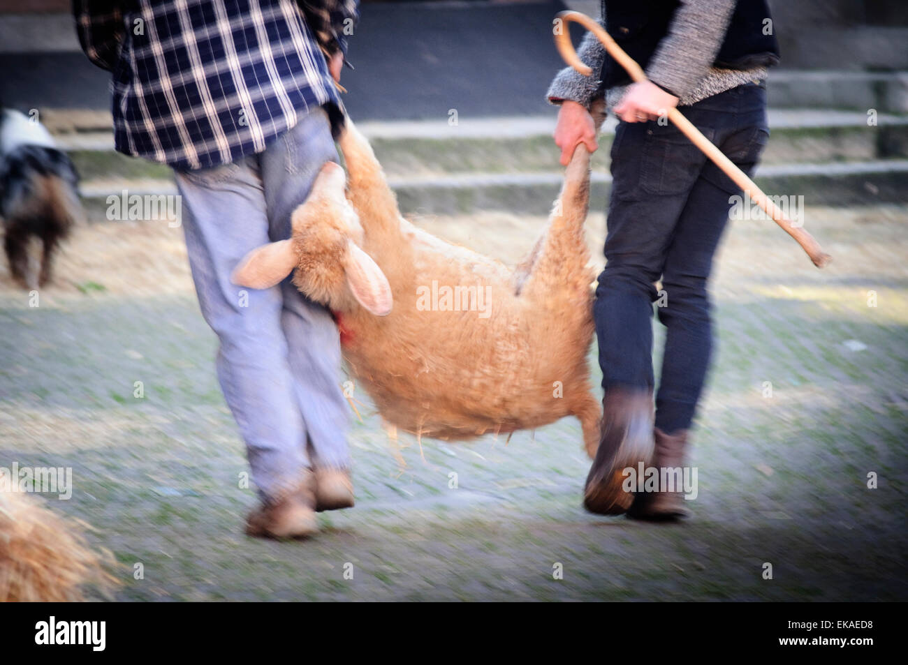 Sheperd sheep hi-res stock photography and images - Alamy