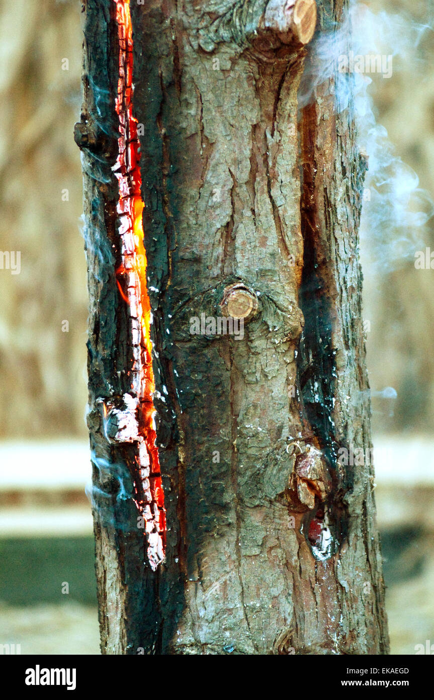 Fire Smouldering in a Tree Trunk Stock Photo - Alamy