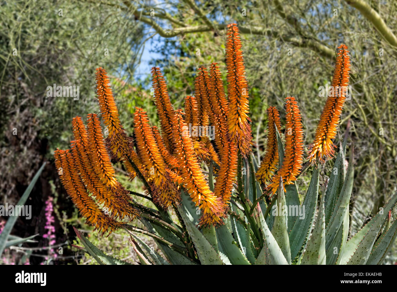 Blooming Aloe - Bergaalwyn - Aloe marlothii - South Africa Stock Photo ...