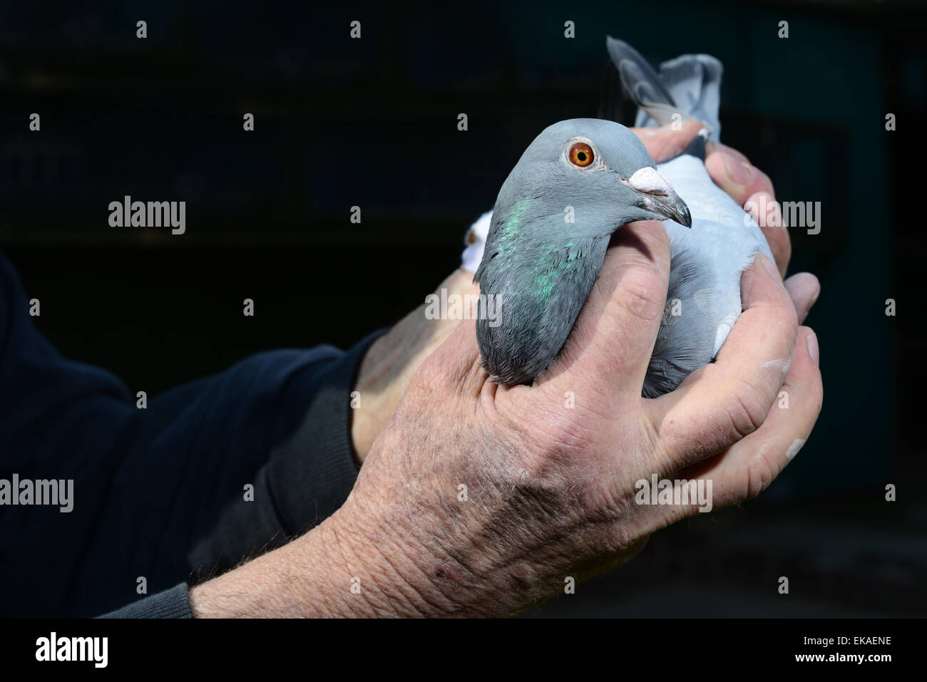 Racing pigeon hi-res stock photography and images - Alamy