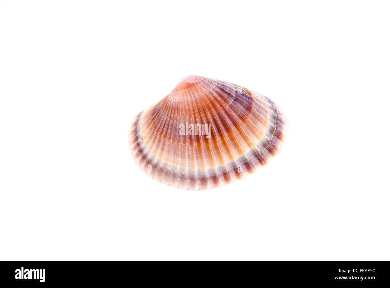 Old seashells Cut Out Stock Images & Pictures - Alamy