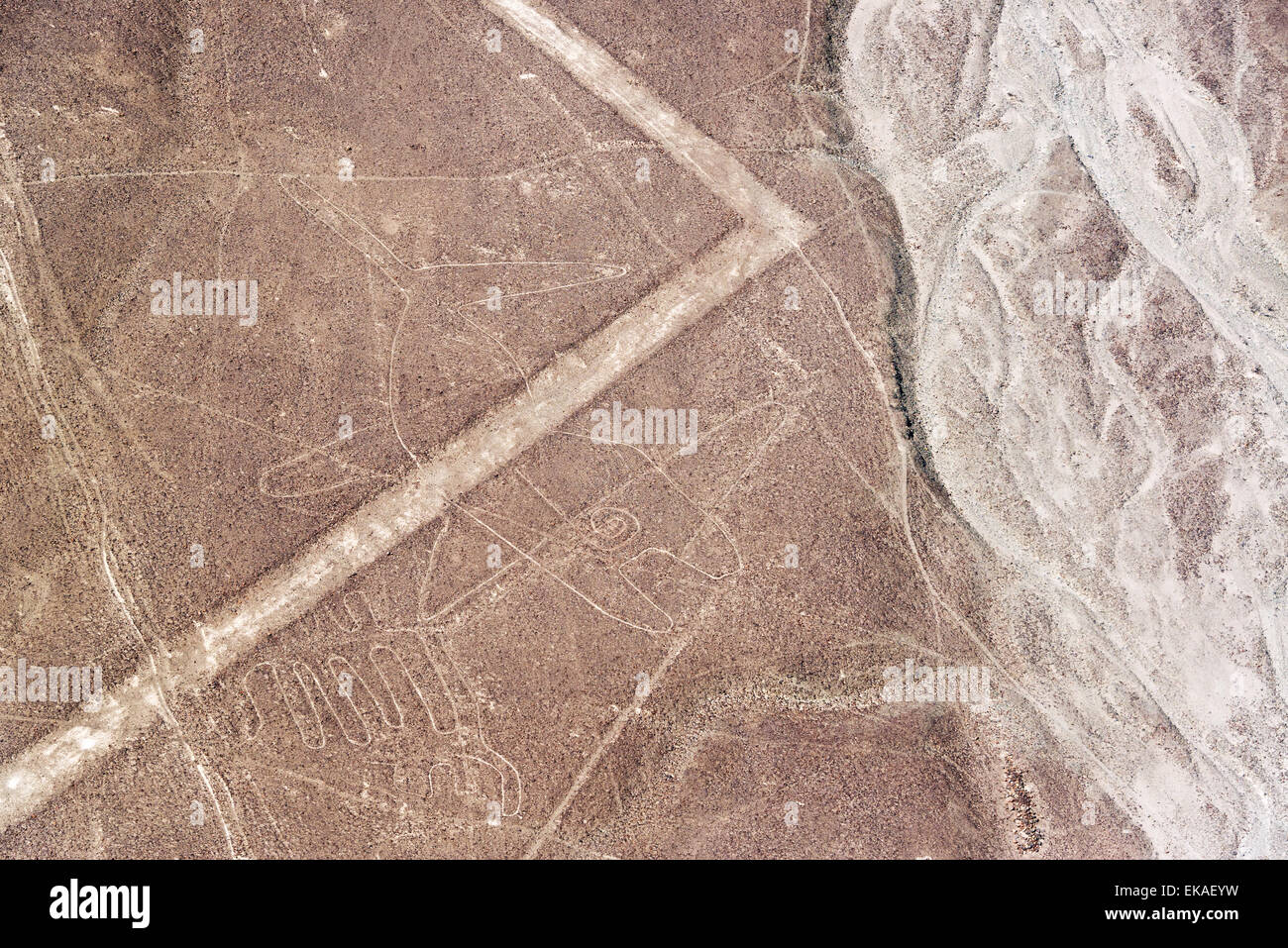 Nazca Lines whale geoglyph in Peru Stock Photo - Alamy