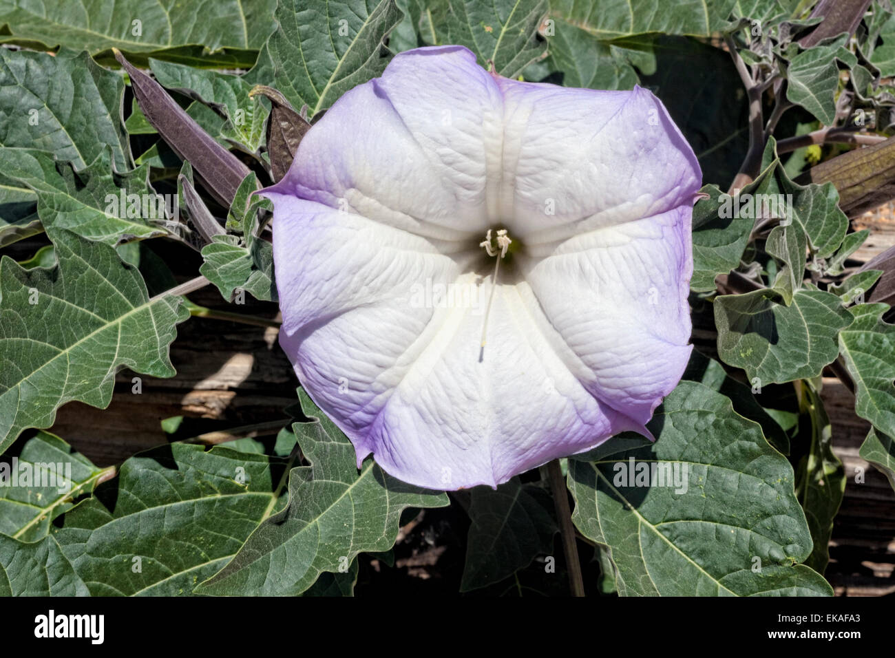 Datura inoxia (thorn-apple, downy thorn-apple, Indian-apple, lovache ...