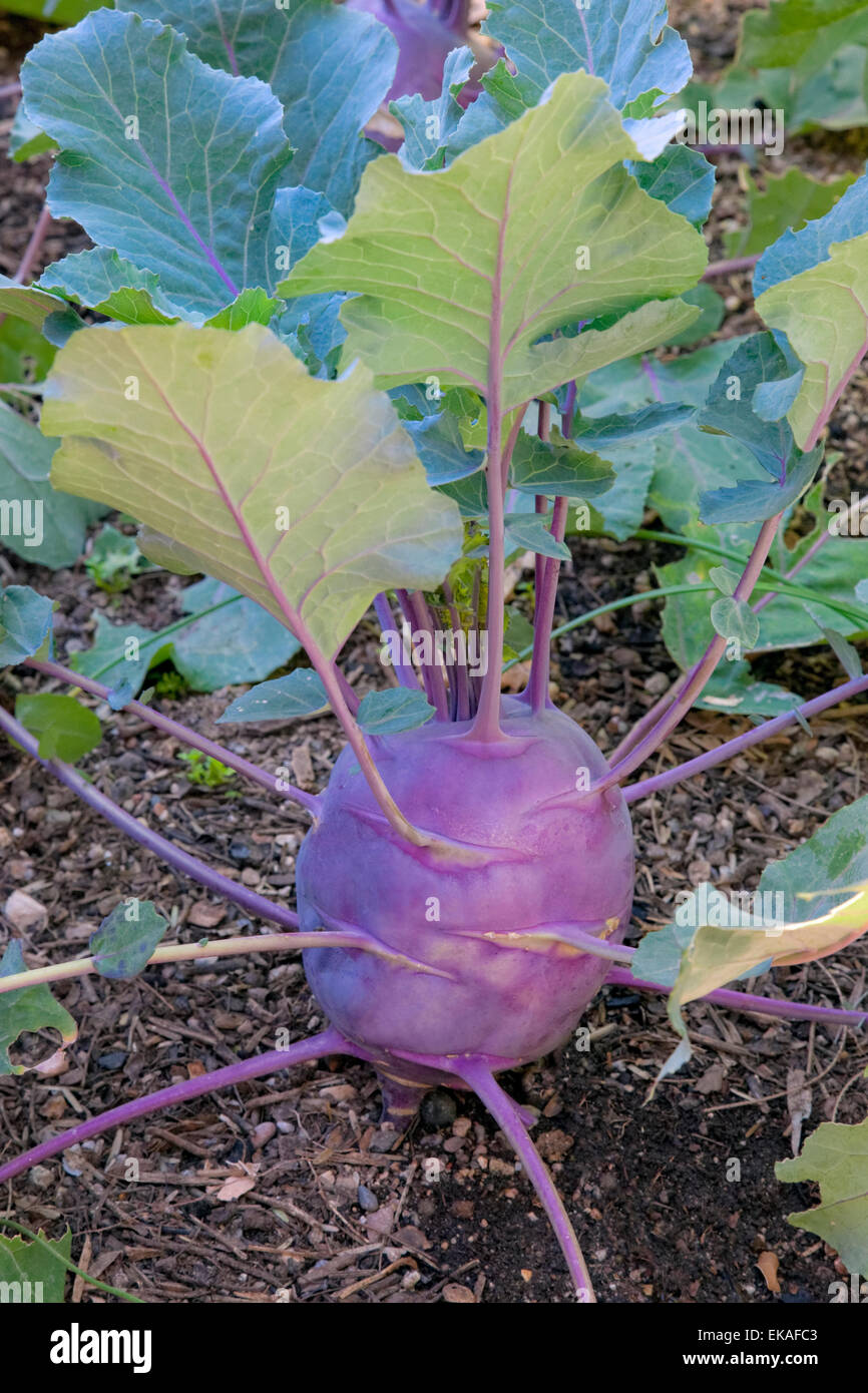 Kohlrabi plant hi-res stock photography and images - Alamy