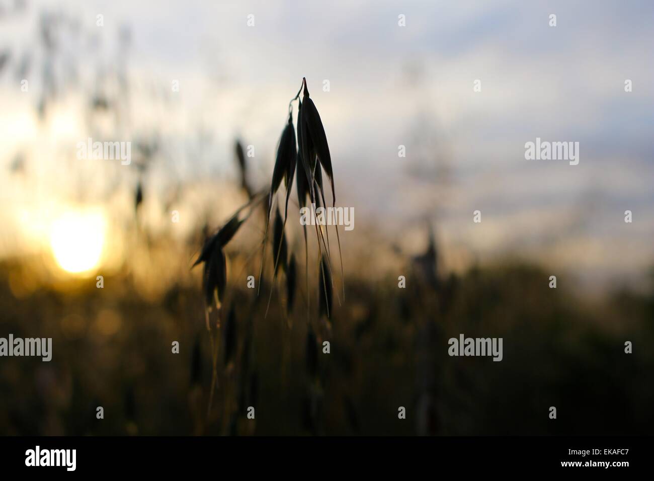 Arizona grass hi-res stock photography and images - Alamy