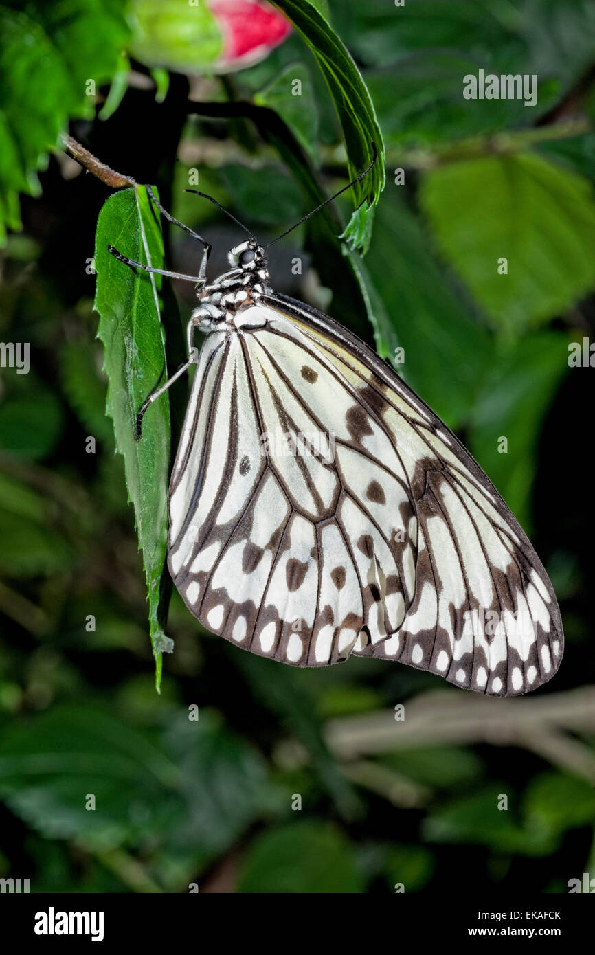 Rice paper butterfly hi-res stock photography and images - Alamy