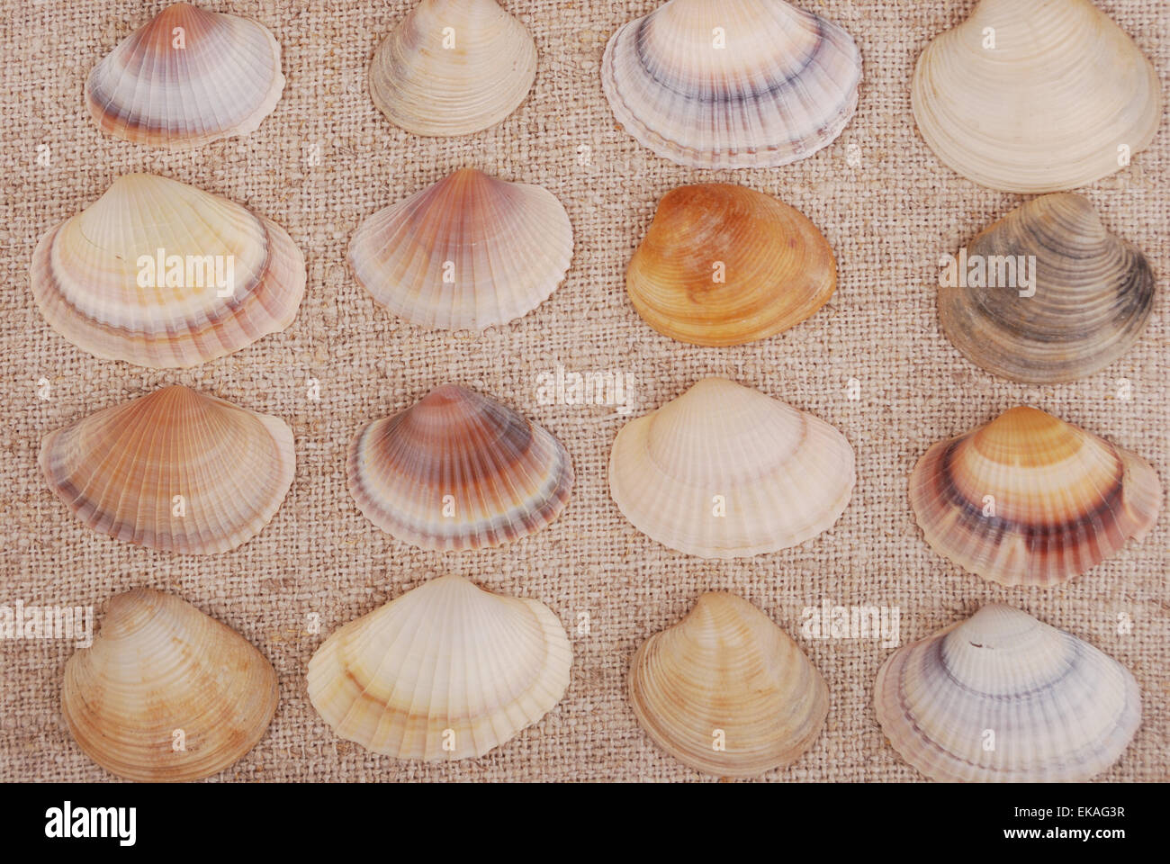 Blank photo frame with seashells hi-res stock photography and images ...