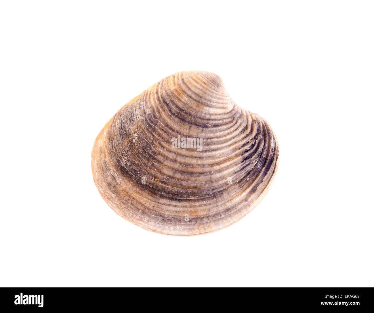 Old seashells Cut Out Stock Images & Pictures - Alamy