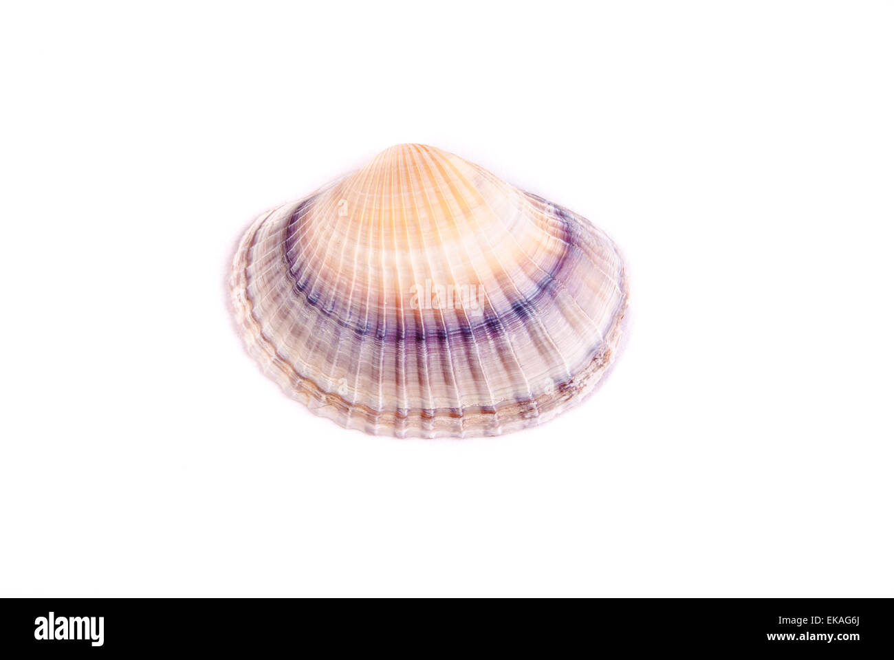 Worn sea shell Cut Out Stock Images & Pictures - Alamy