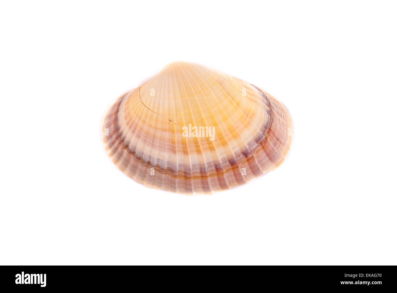 Old seashells Cut Out Stock Images & Pictures - Alamy
