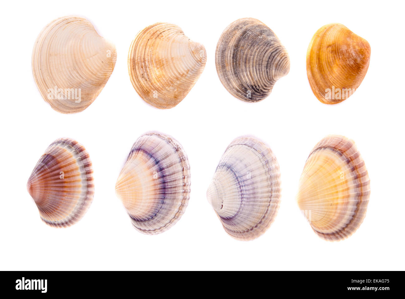 Old seashells Cut Out Stock Images & Pictures - Alamy