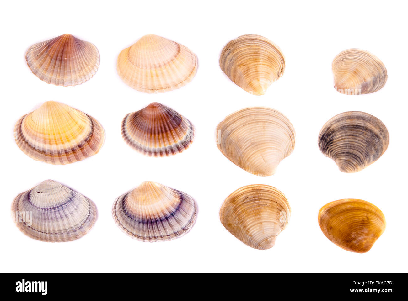 Worn sea shell Cut Out Stock Images & Pictures - Alamy