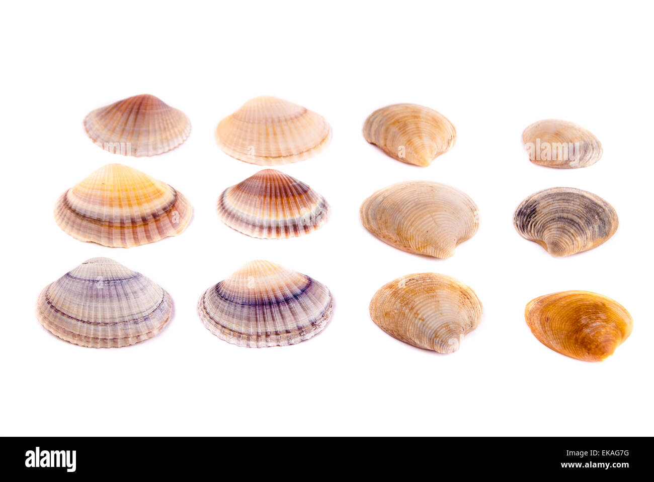 Worn sea shell Cut Out Stock Images & Pictures - Alamy