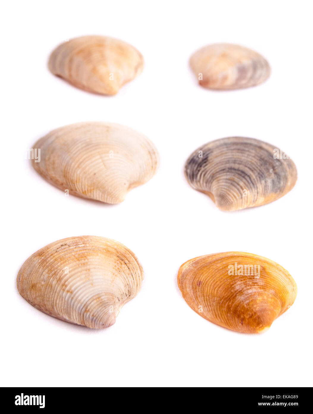 Old seashells Cut Out Stock Images & Pictures - Alamy