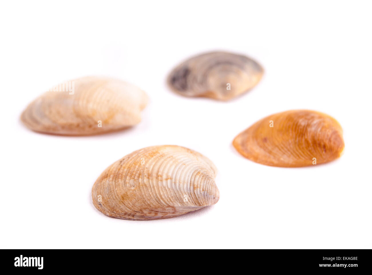 Worn sea shell Cut Out Stock Images & Pictures - Alamy
