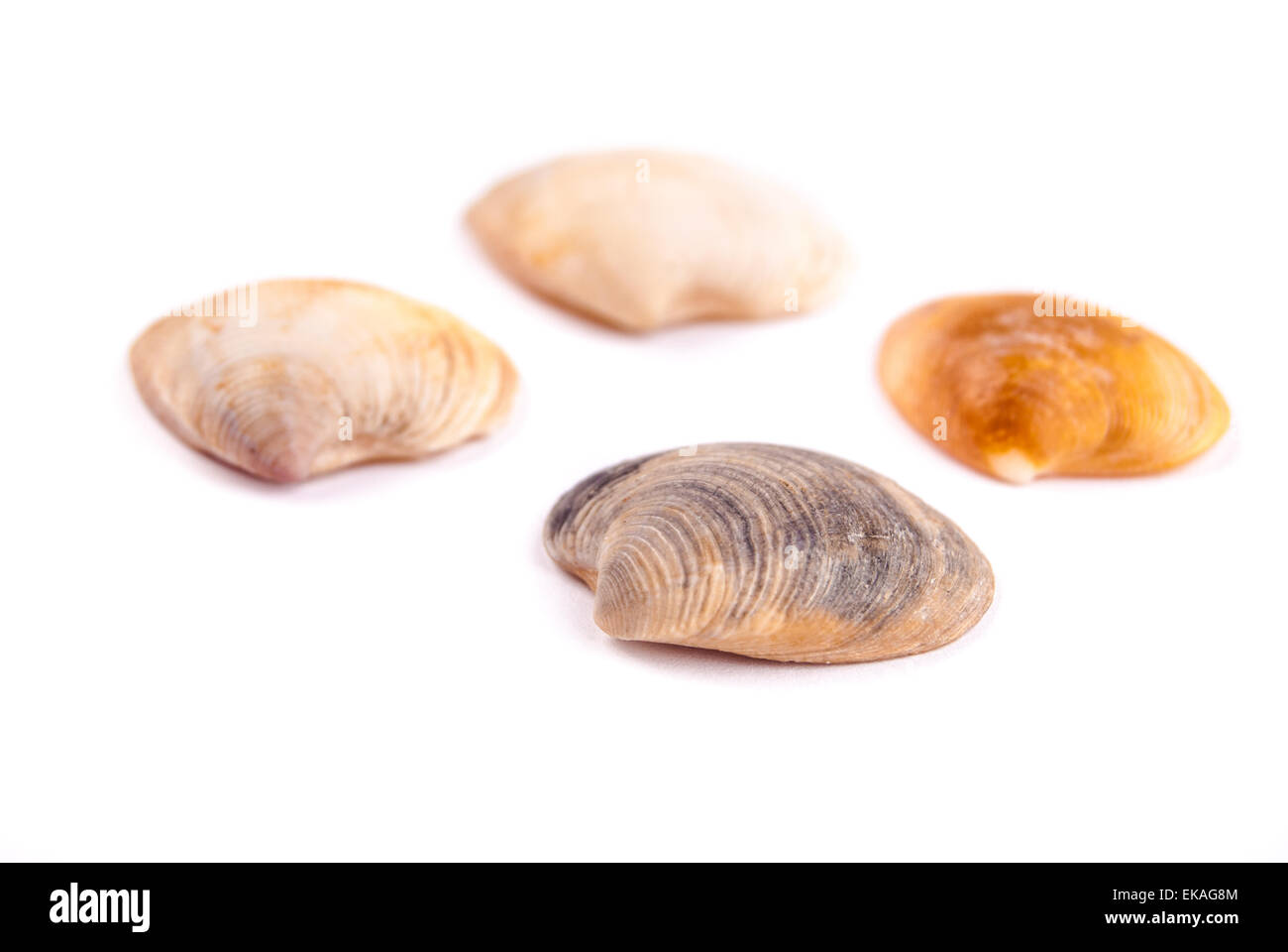 Old seashells Cut Out Stock Images & Pictures - Alamy