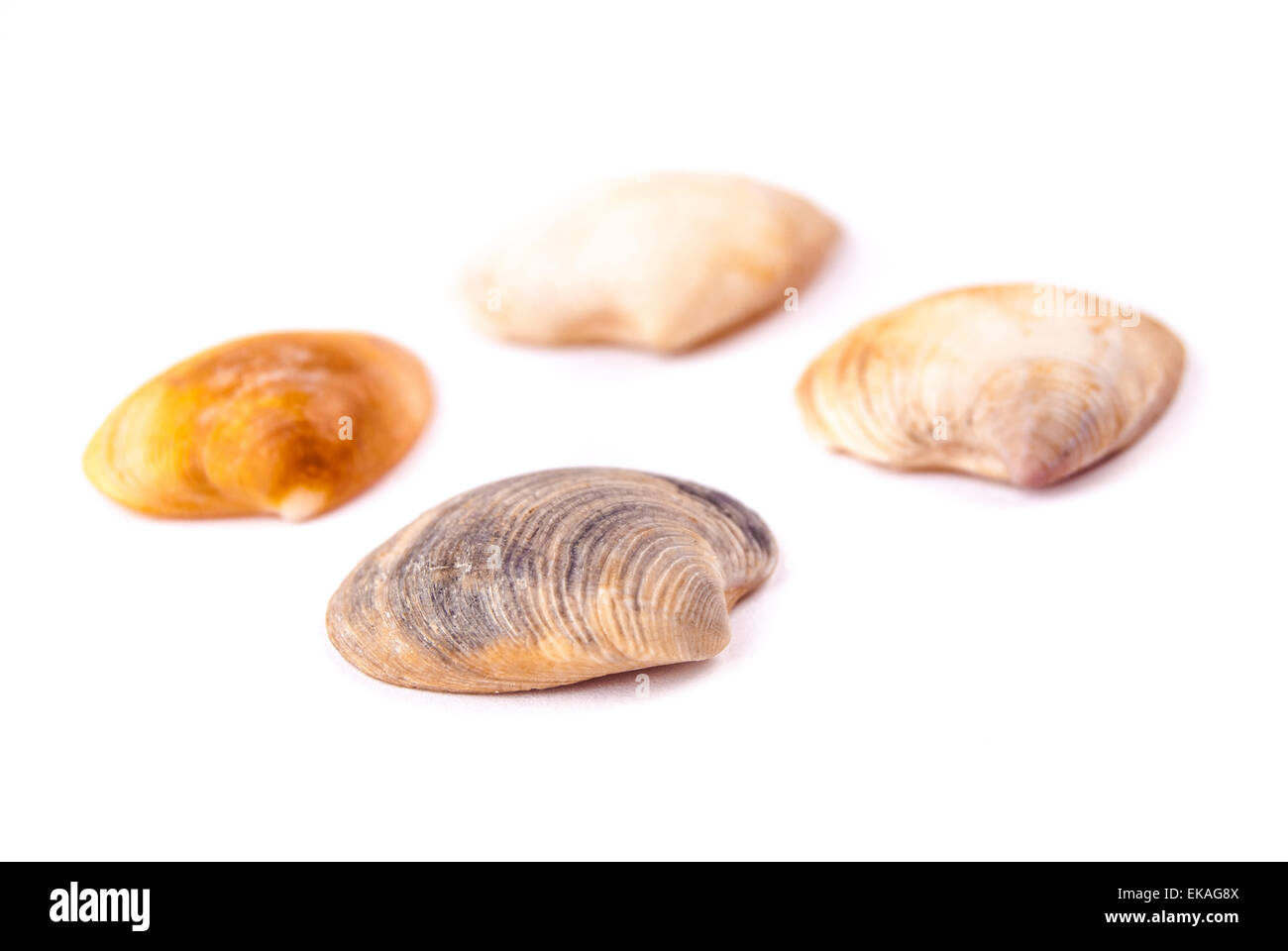Worn sea shell Cut Out Stock Images & Pictures - Alamy