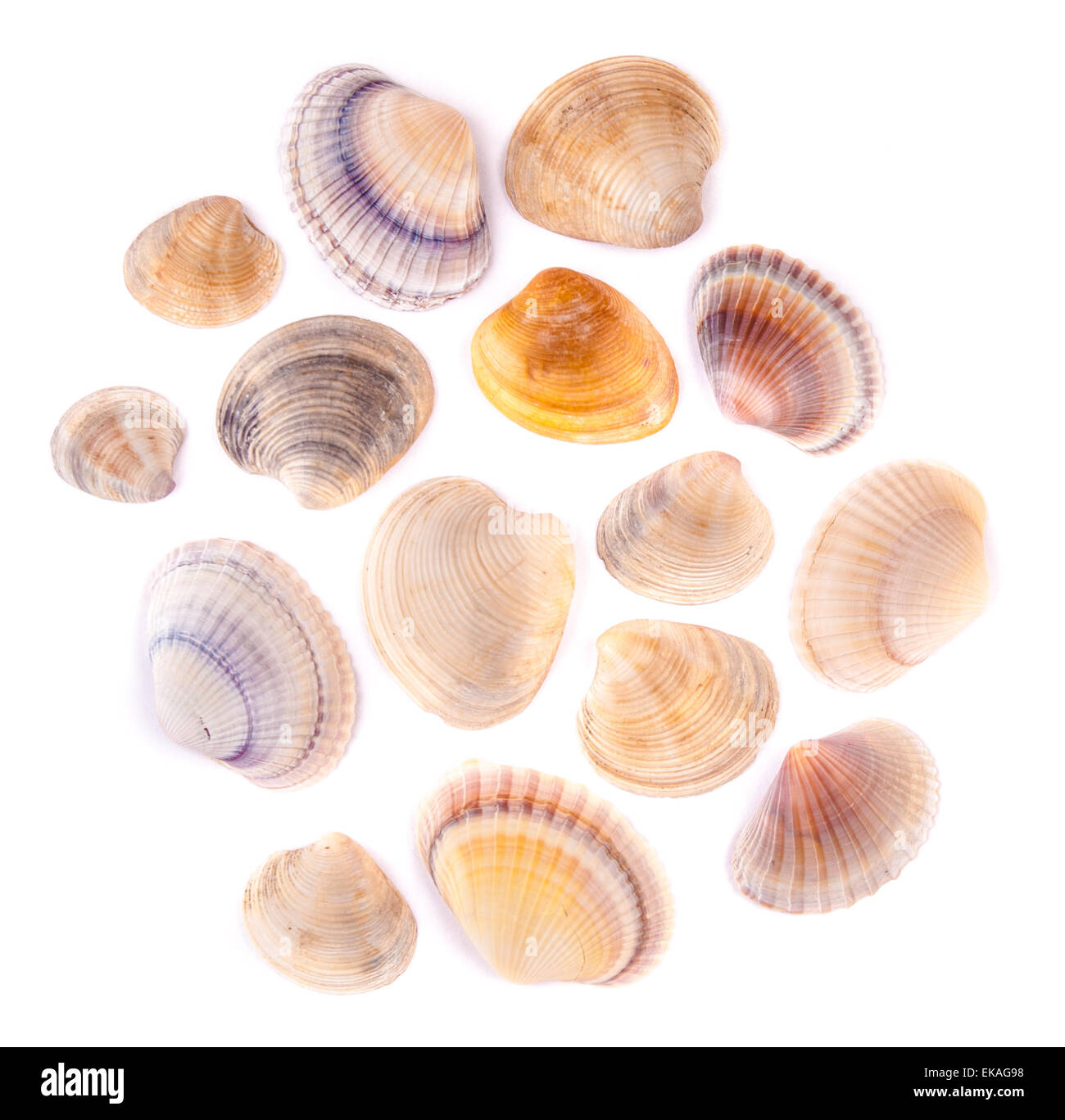Worn sea shell Cut Out Stock Images & Pictures - Alamy