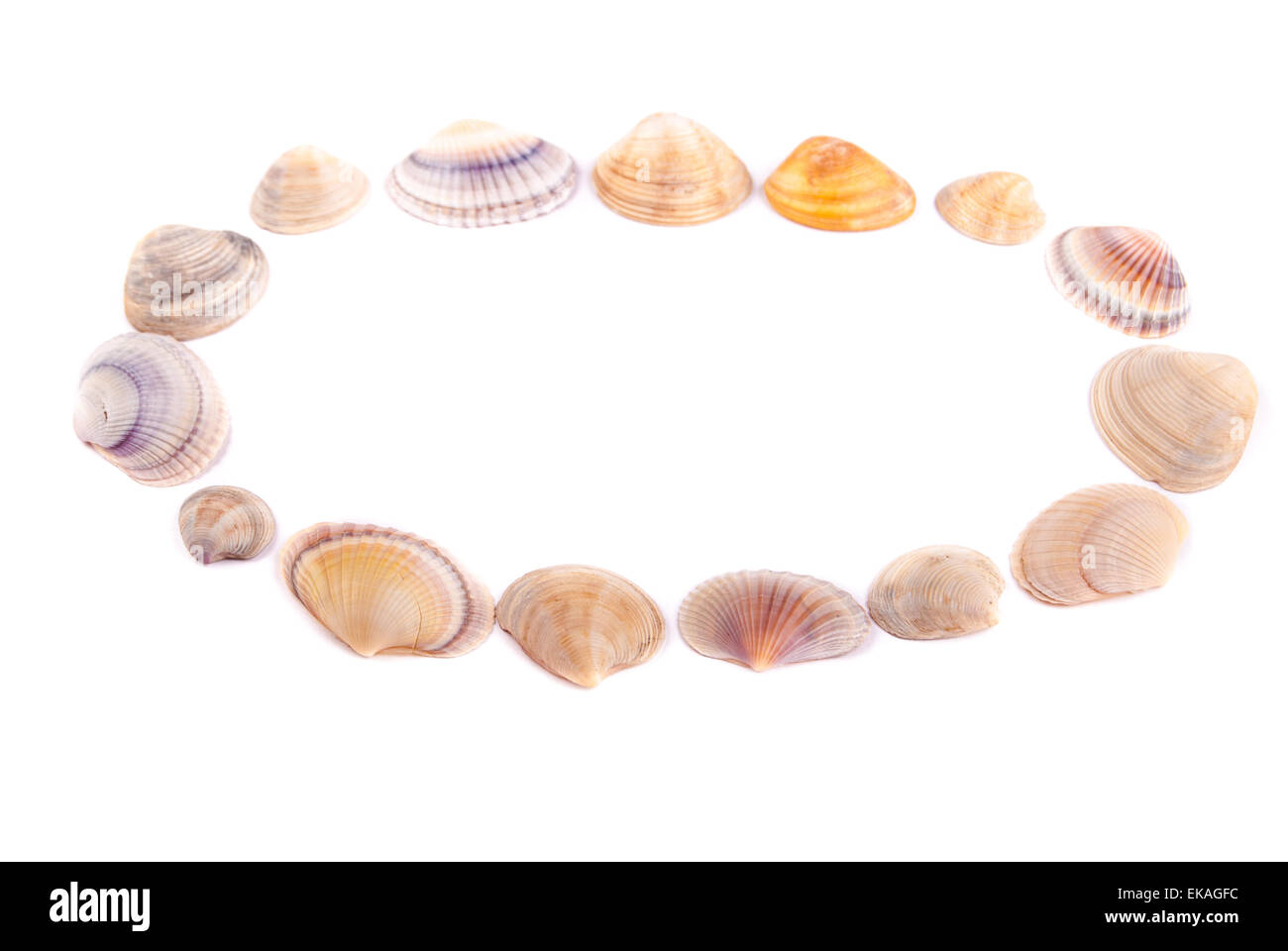 Worn sea shell Cut Out Stock Images & Pictures - Alamy
