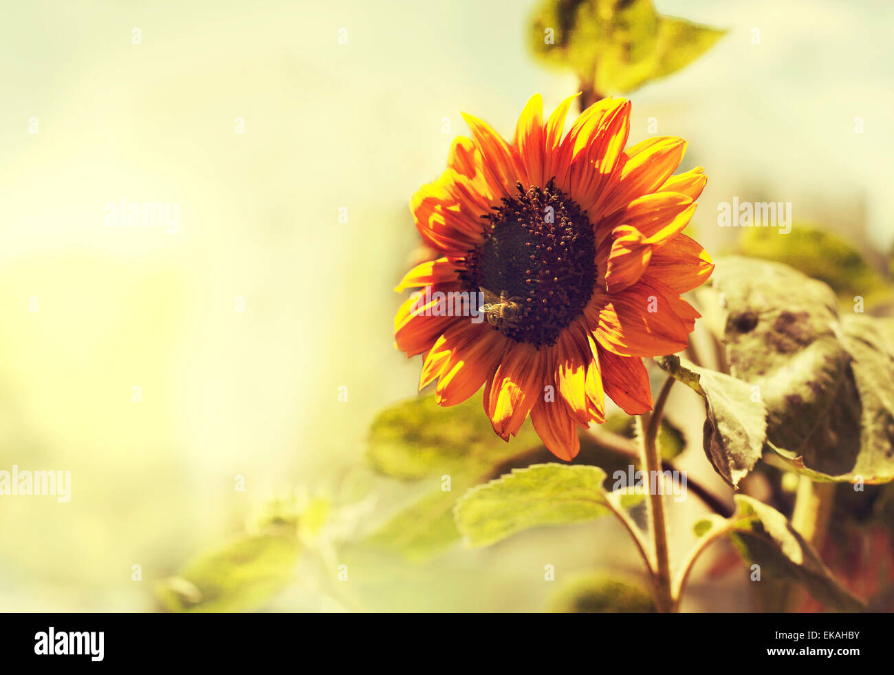 Bright yellow sunflowers and sun, Tuscany sunflowers, Summer background ...