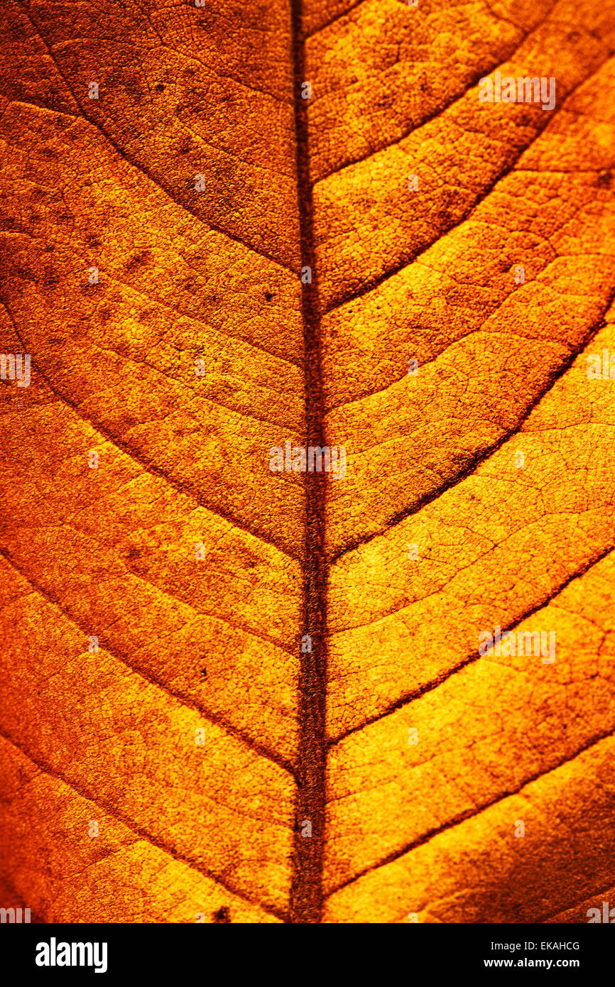 autumn magnolia leaf, very shallow focus, macro photography Stock Photo ...