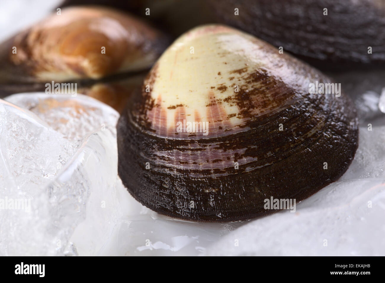 Raw mussels on ice (Selective Focus, Focus on the lower front of the ...